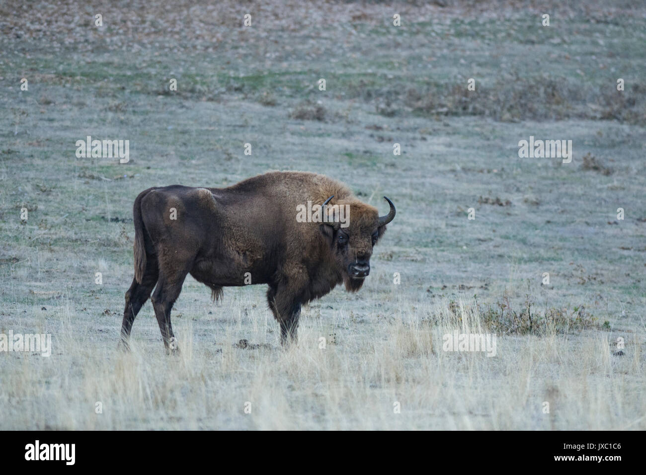 Prehistoric bison hi-res stock photography and images - Alamy