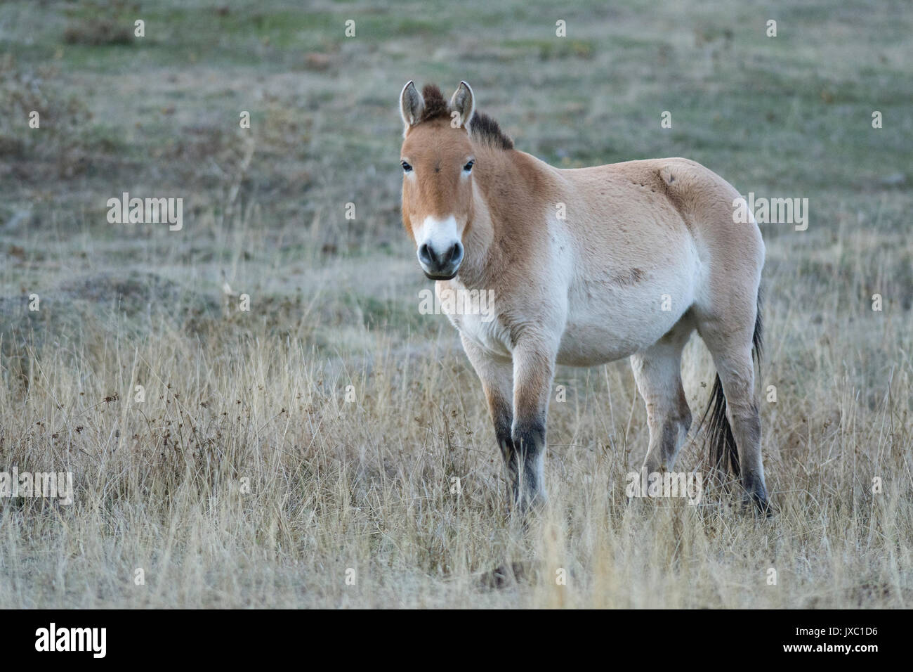 Takhi horse desert hi-res stock photography and images - Alamy