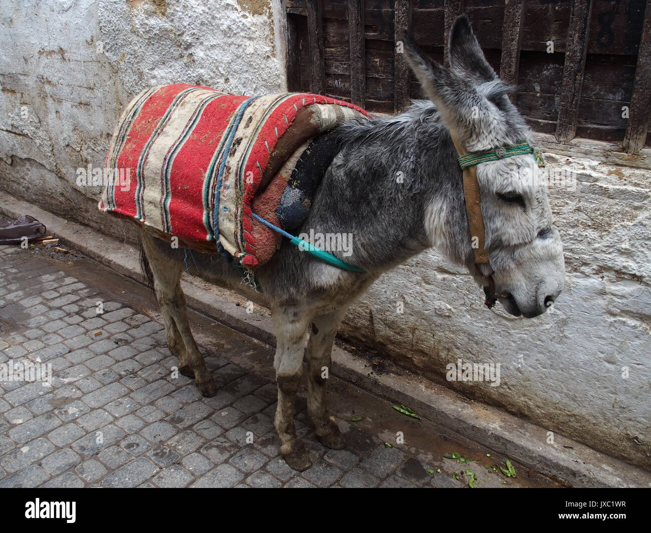 Donkey legs hi-res stock photography and images - Alamy