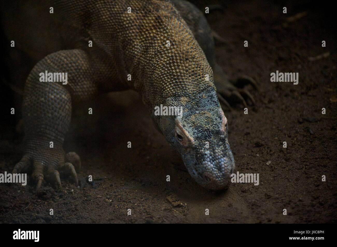 Reptiles in London Zoo Stock Photo - Alamy