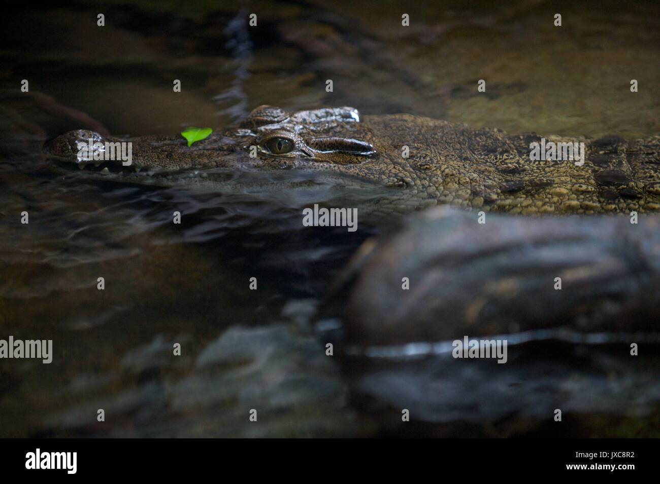 Reptiles in London Zoo Stock Photo - Alamy