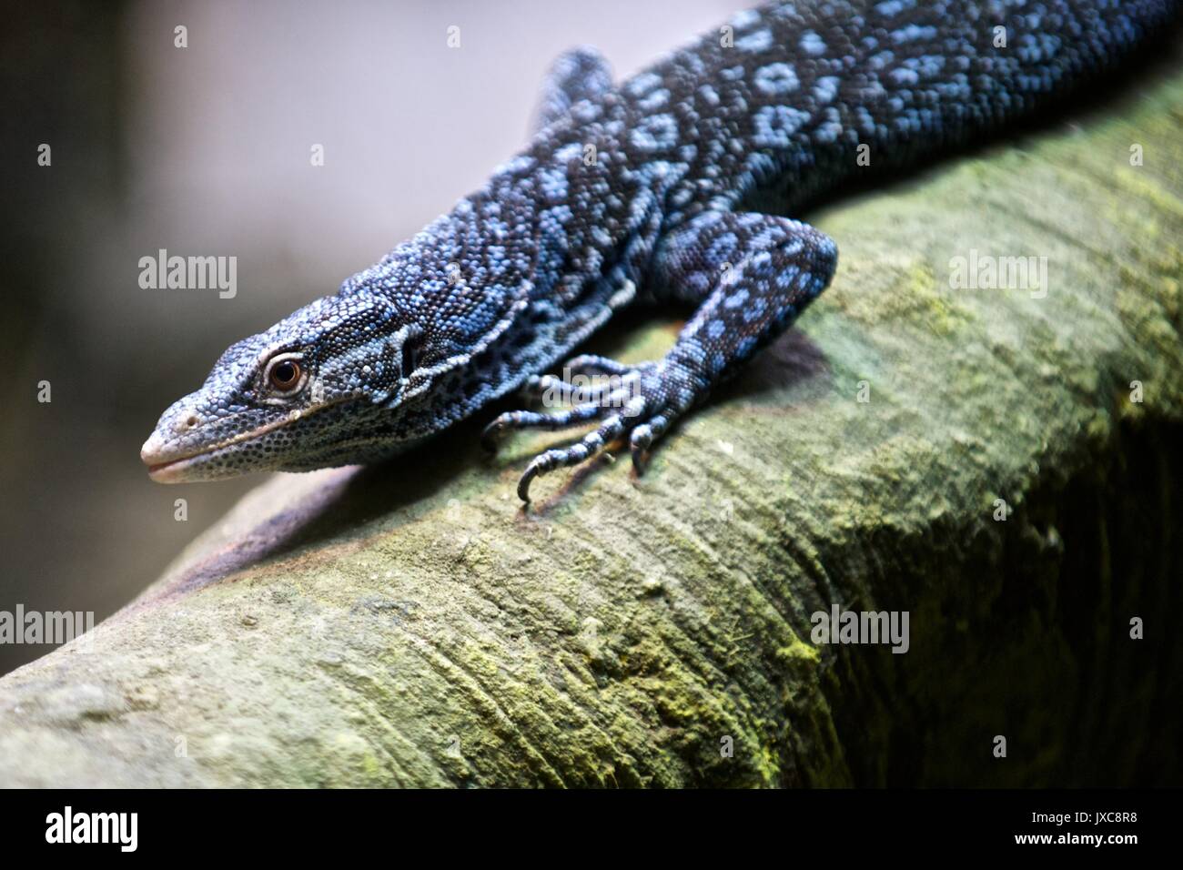 Reptiles in London Zoo Stock Photo - Alamy
