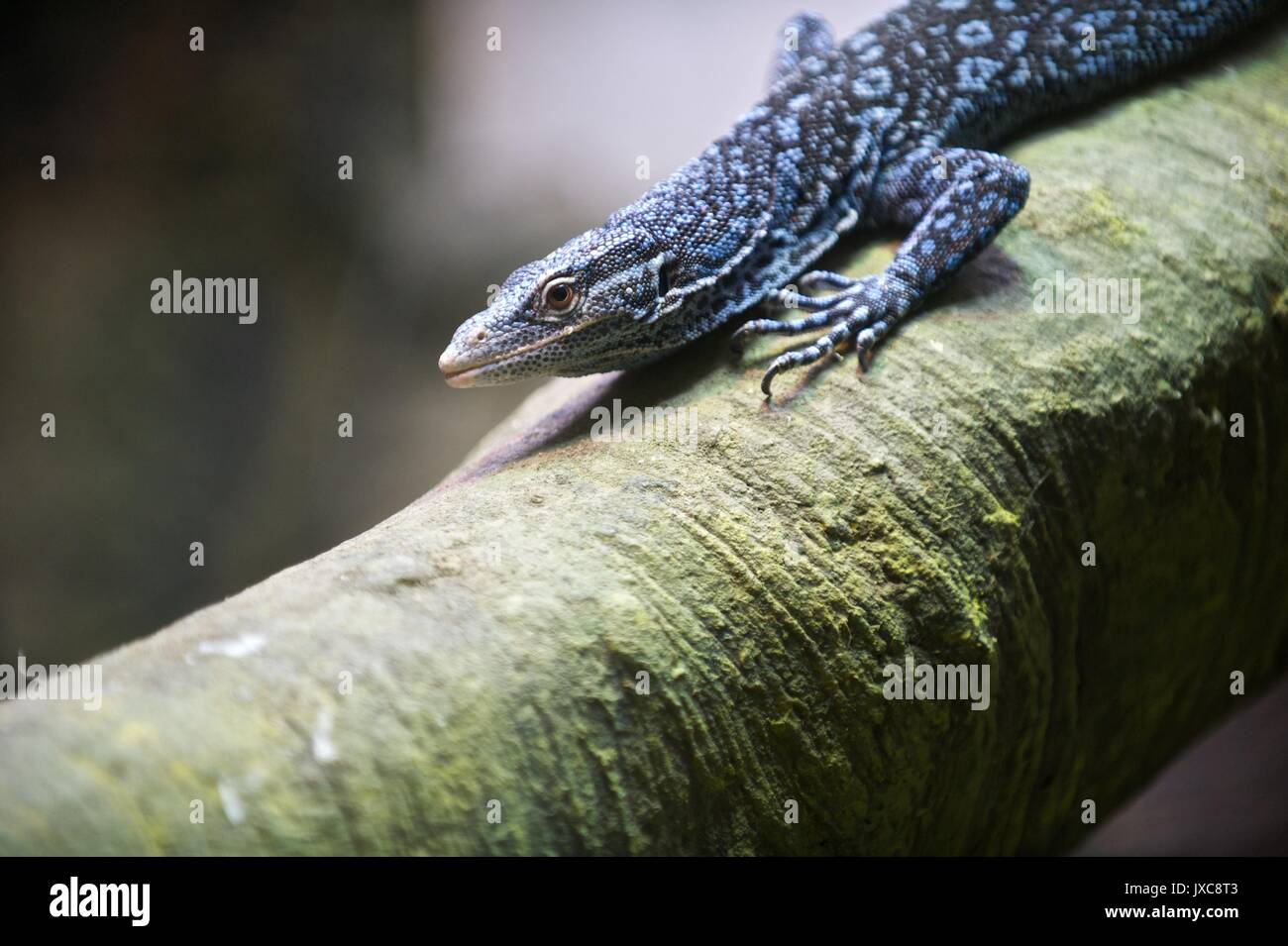 Reptiles in London Zoo Stock Photo - Alamy