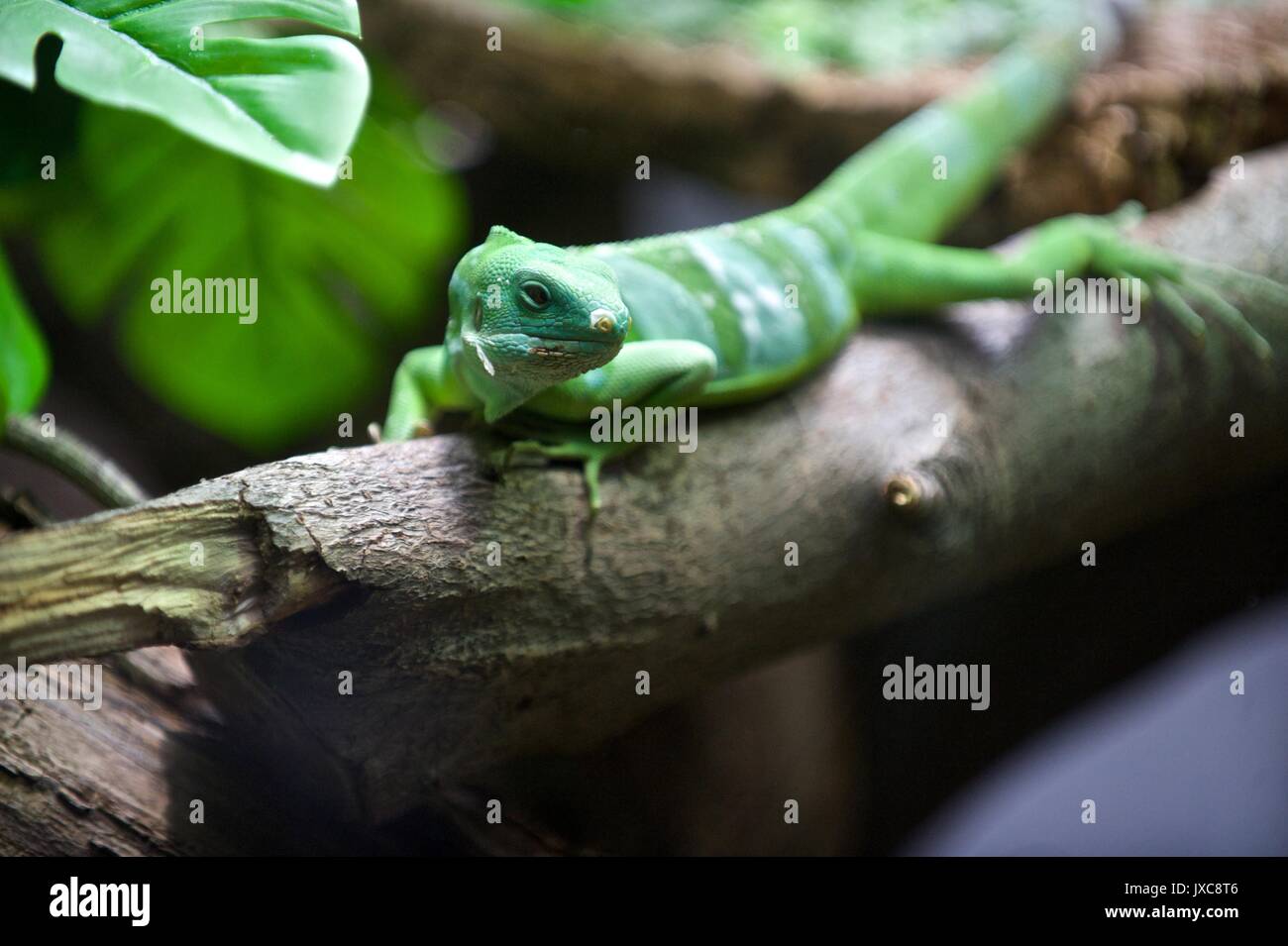 Reptiles in London Zoo Stock Photo - Alamy