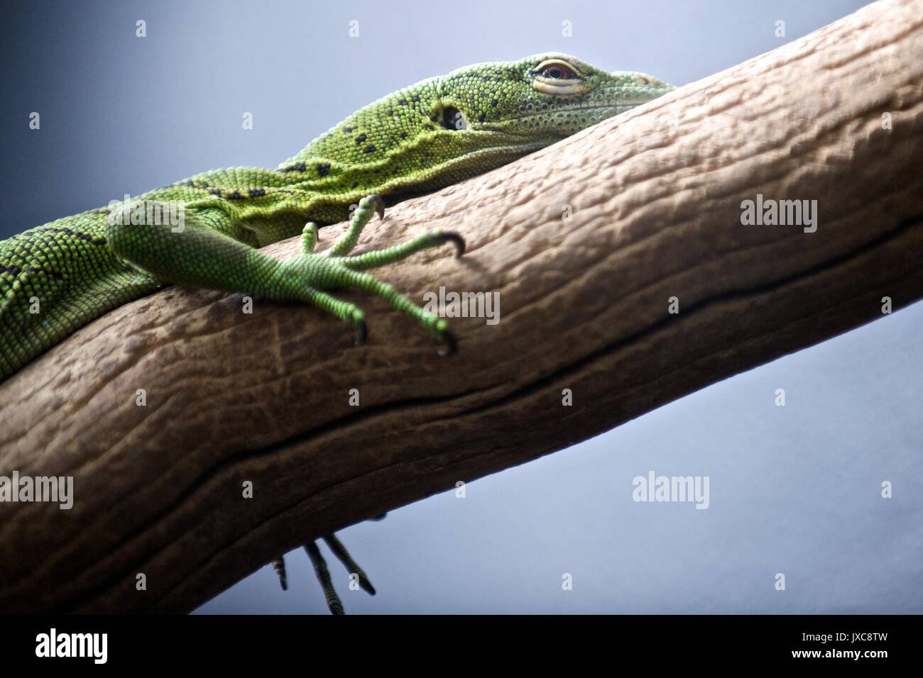 Reptiles in London Zoo Stock Photo - Alamy