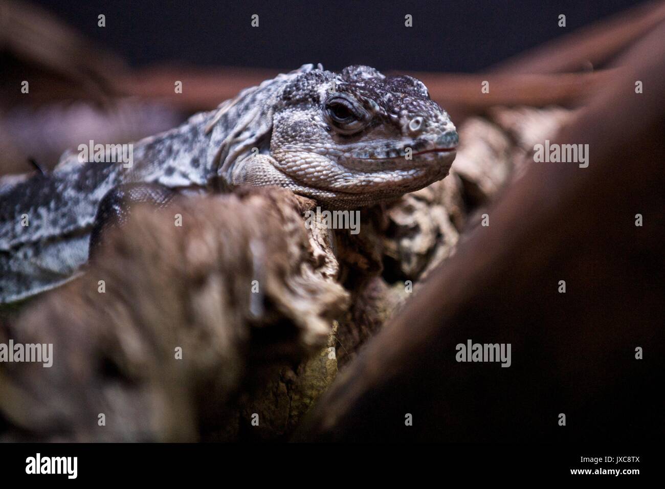 Reptiles in London Zoo Stock Photo - Alamy