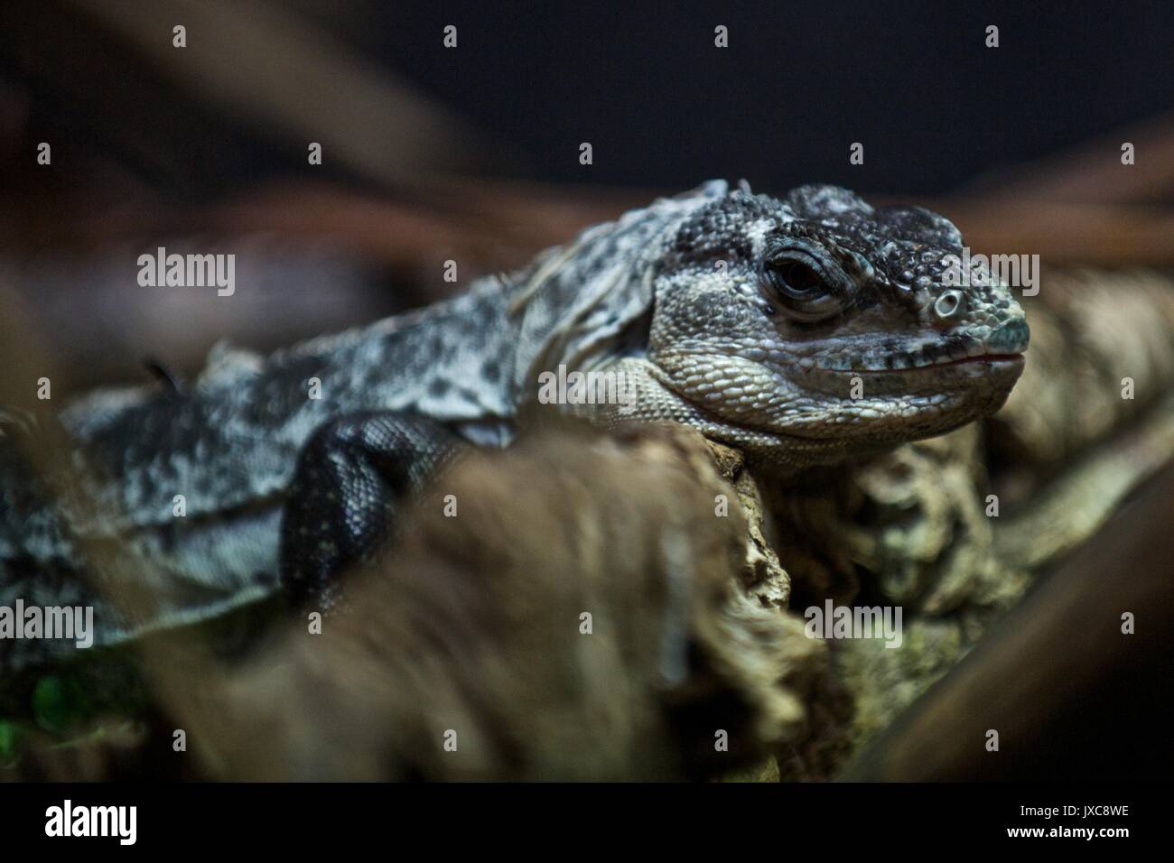 Reptiles in London Zoo Stock Photo - Alamy