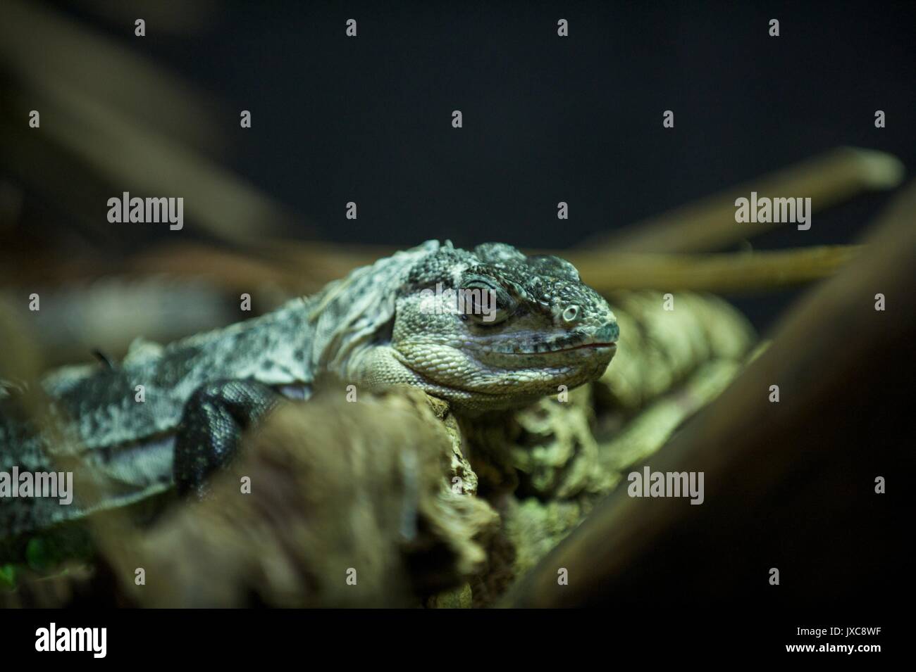 Reptiles in London Zoo Stock Photo - Alamy