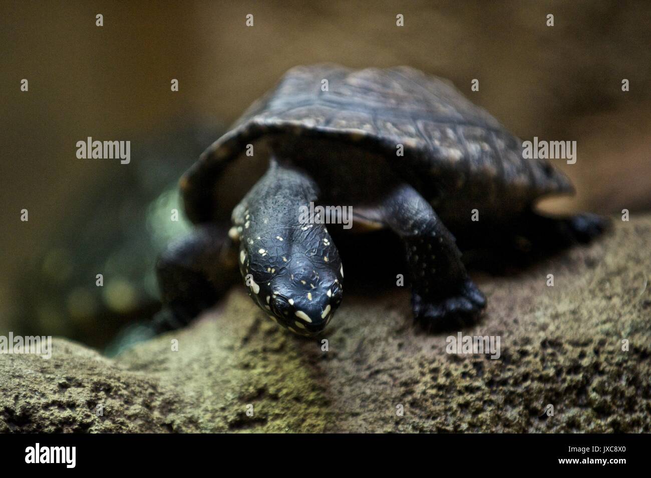 Reptiles in London Zoo Stock Photo - Alamy