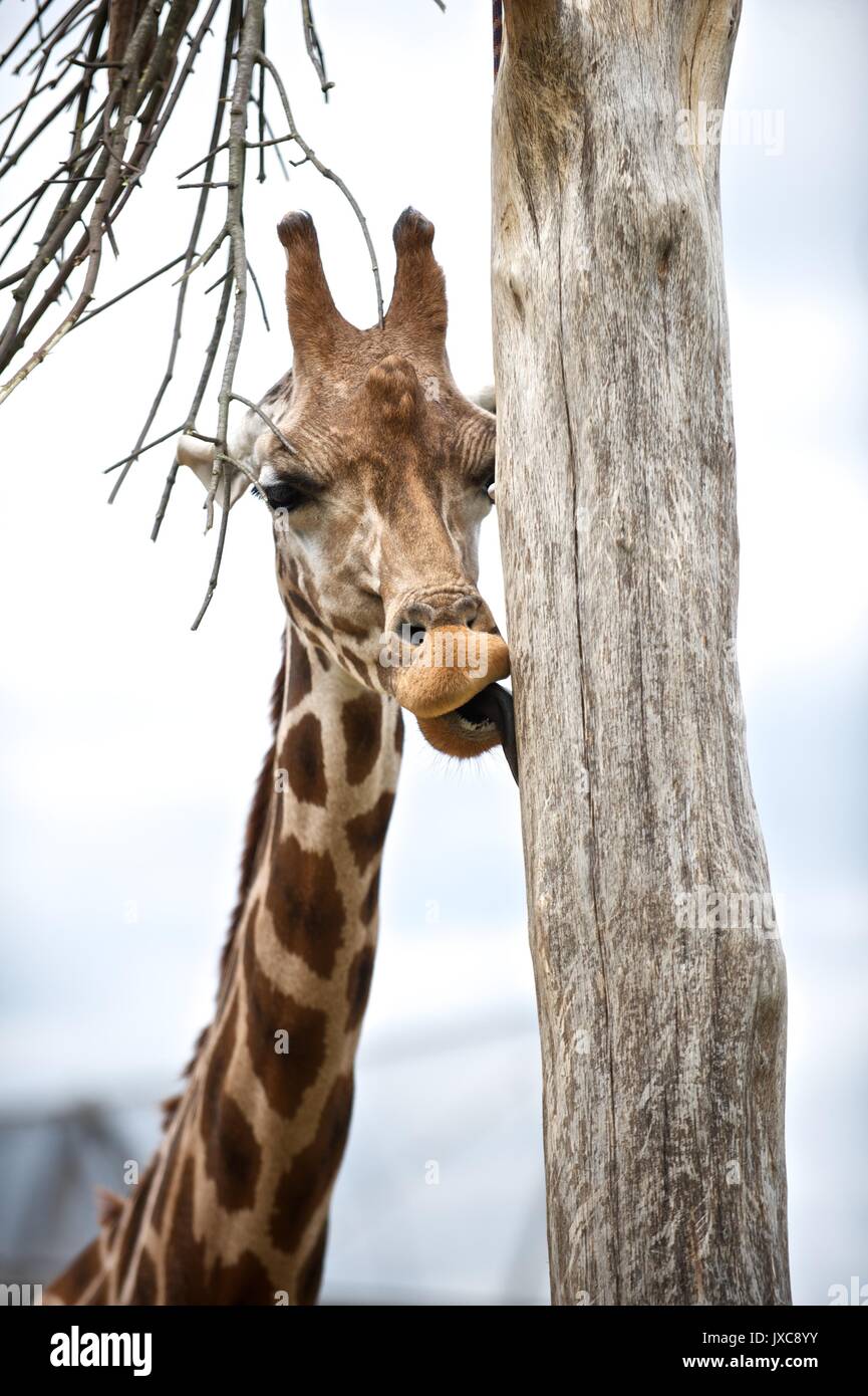 Curious Giraffe nibbling tree trunk at London Zoo Stock Photo - Alamy