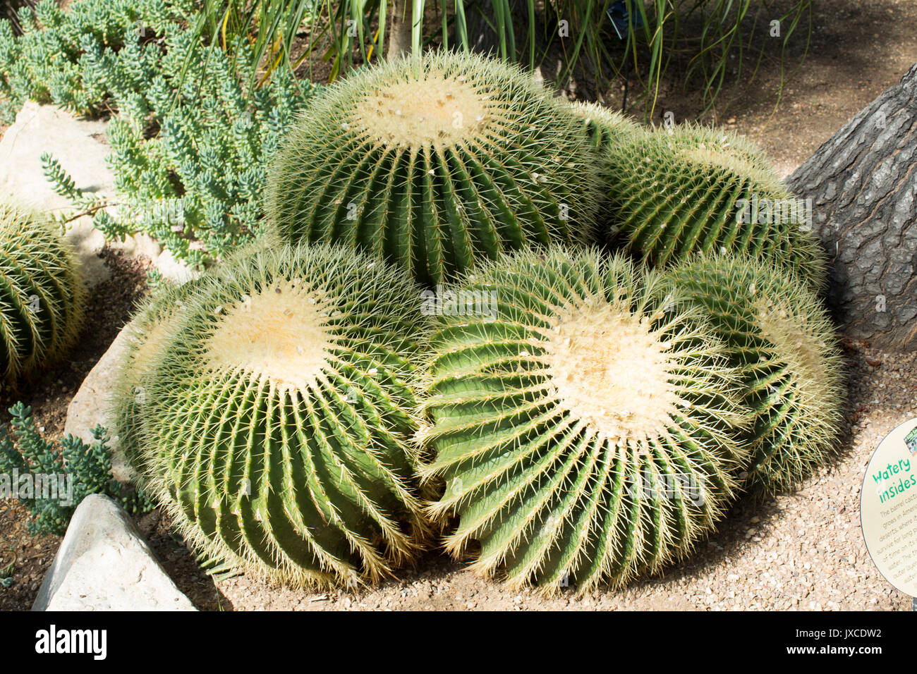 Rounded cactus hi-res stock photography and images - Alamy