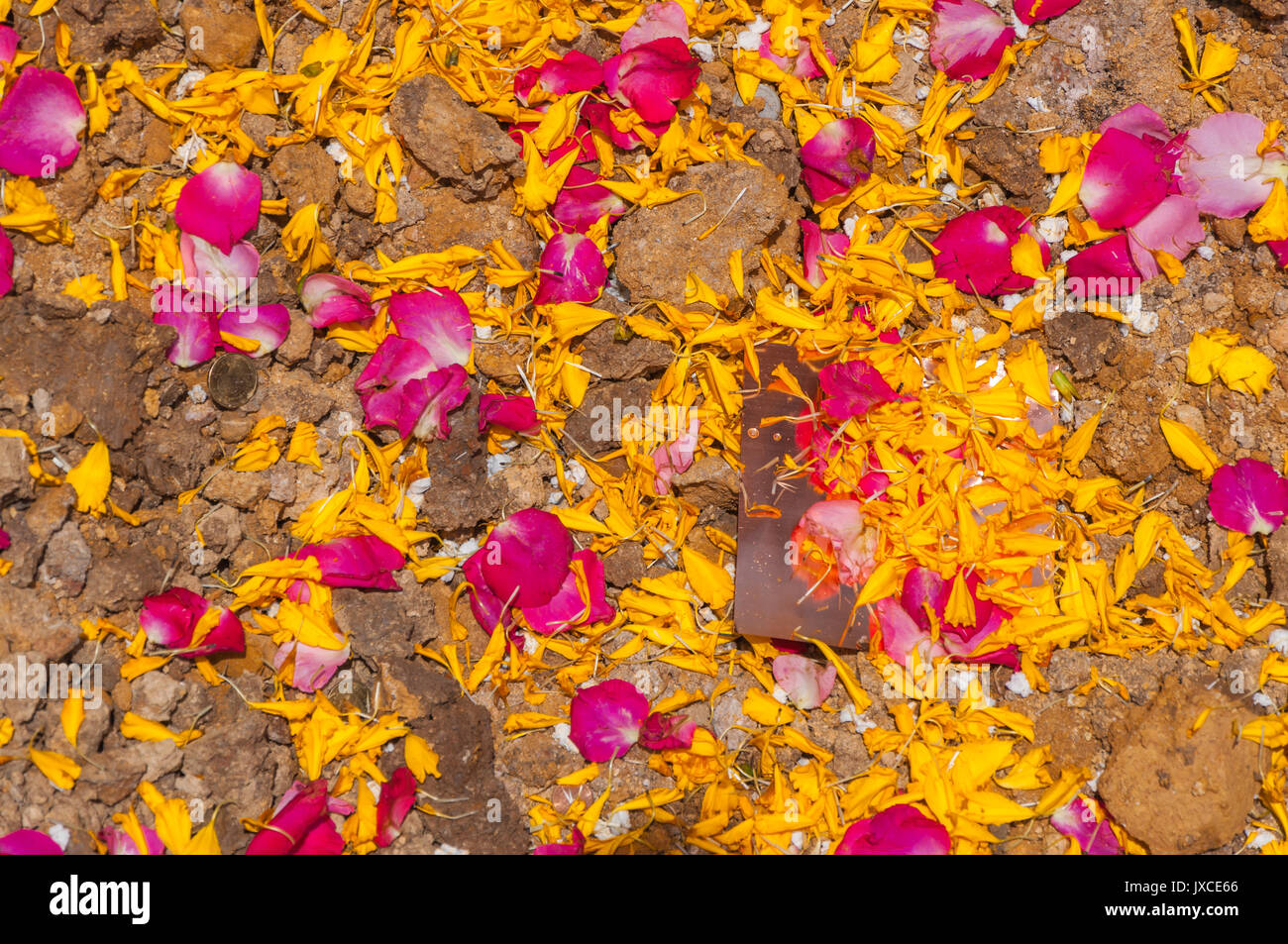 Marigold tagetes erecta gold coin hi-res stock photography and images ...