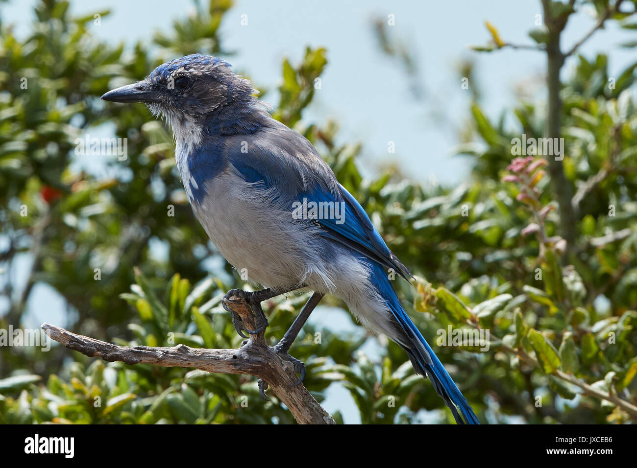 California Scrub Jay, Aphelocoma Californica On Angel Island ...