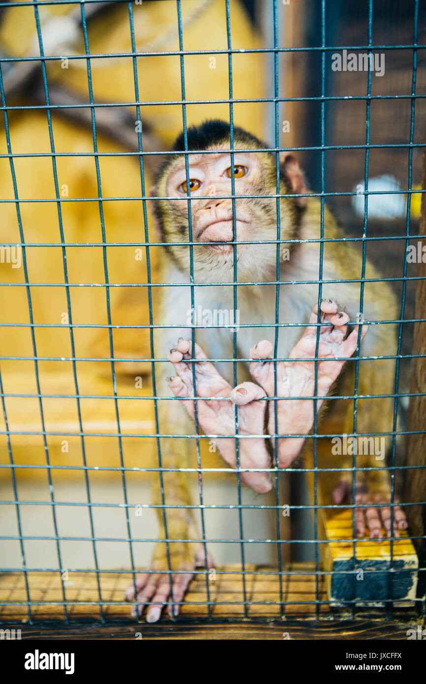 Monkey sits in cage hi-res stock photography and images - Alamy