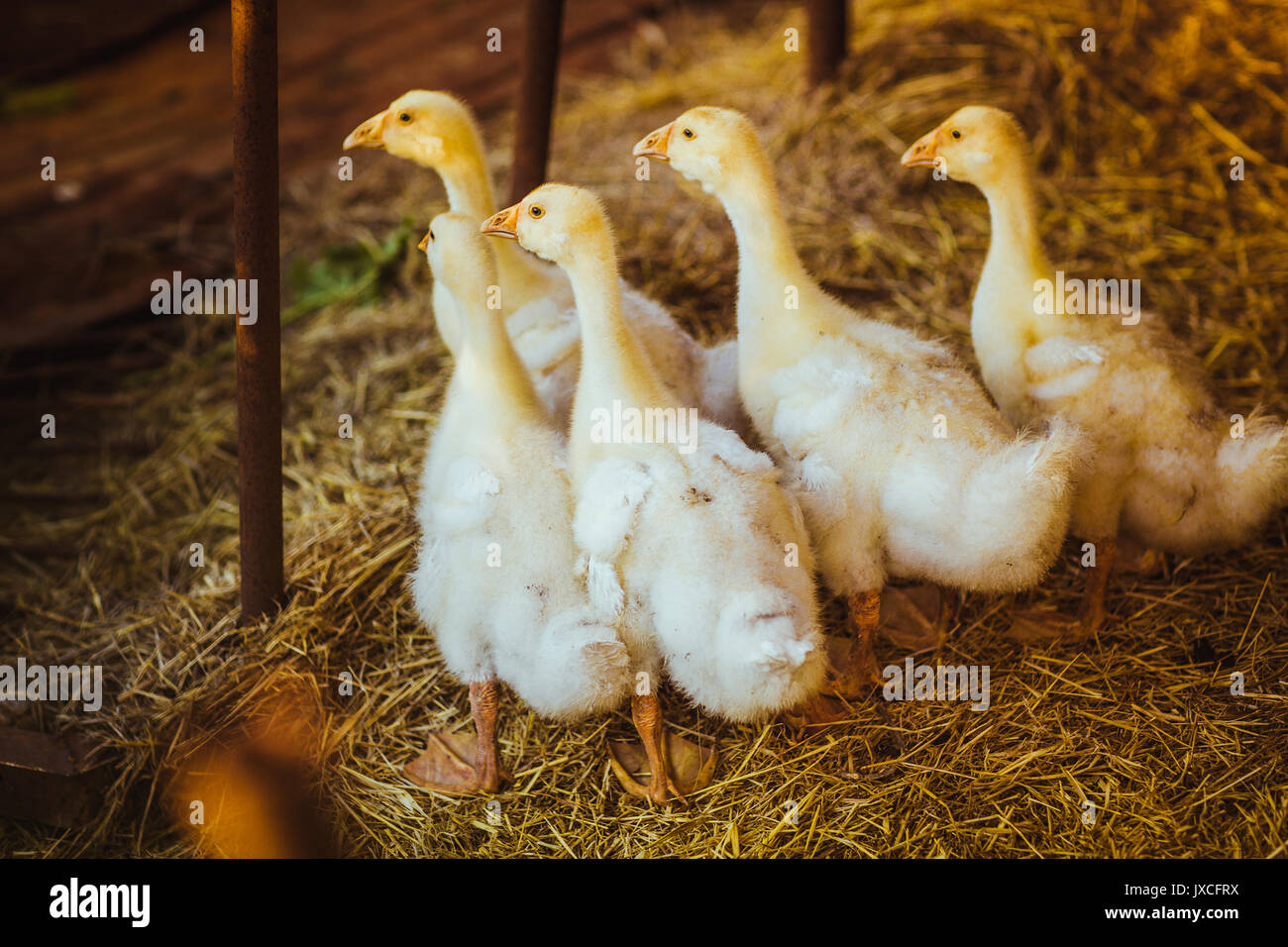 Five young goose together sit in the grass Stock Photo - Alamy