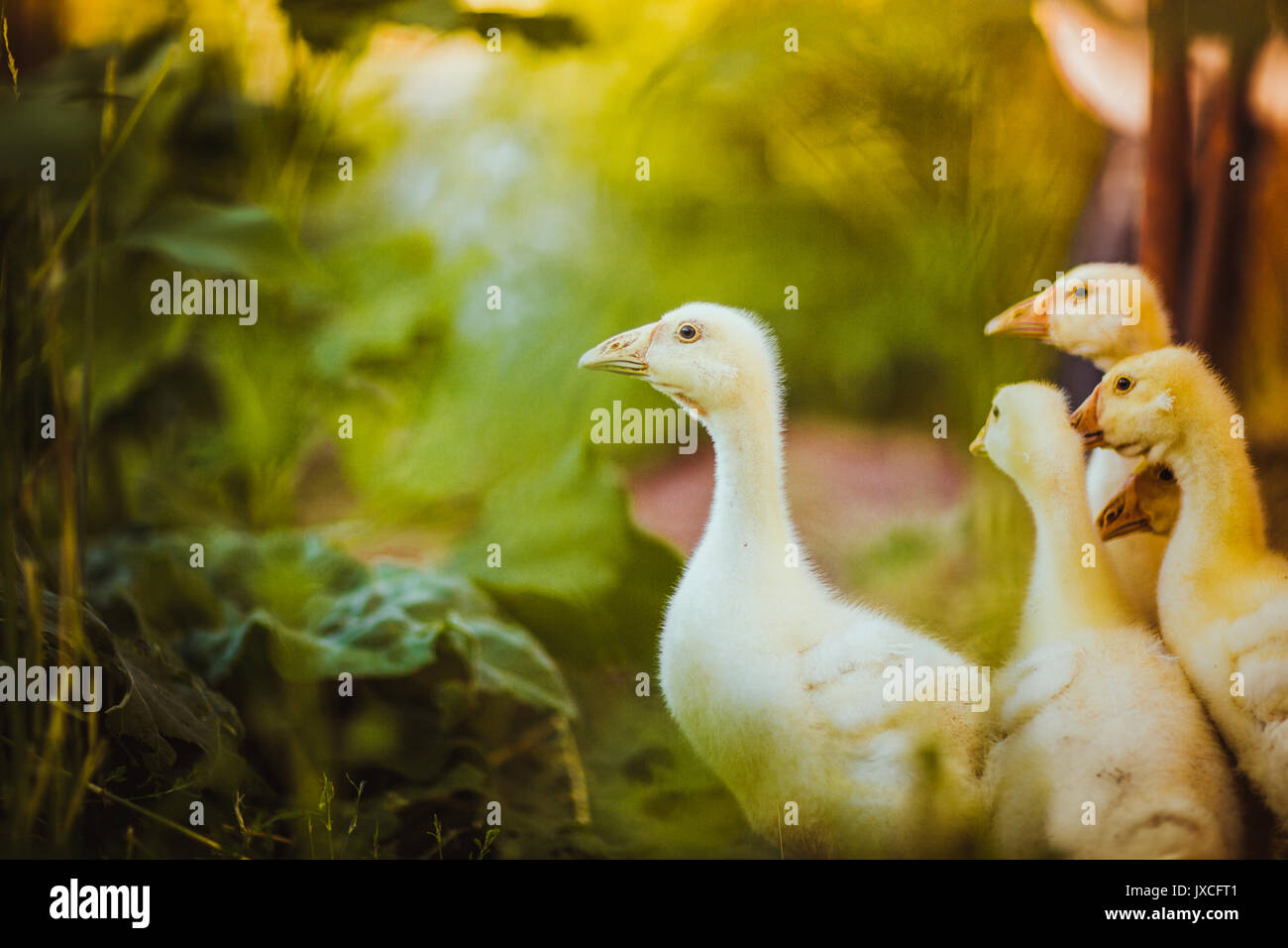 Five young goose together sit in the grass Stock Photo - Alamy