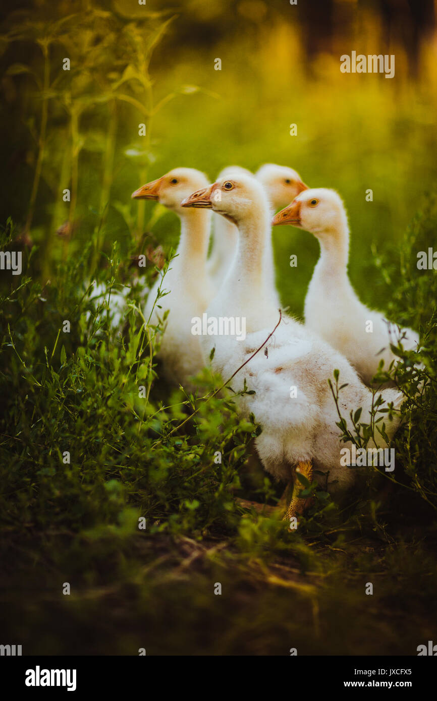 Five young goose together sit in the grass Stock Photo - Alamy