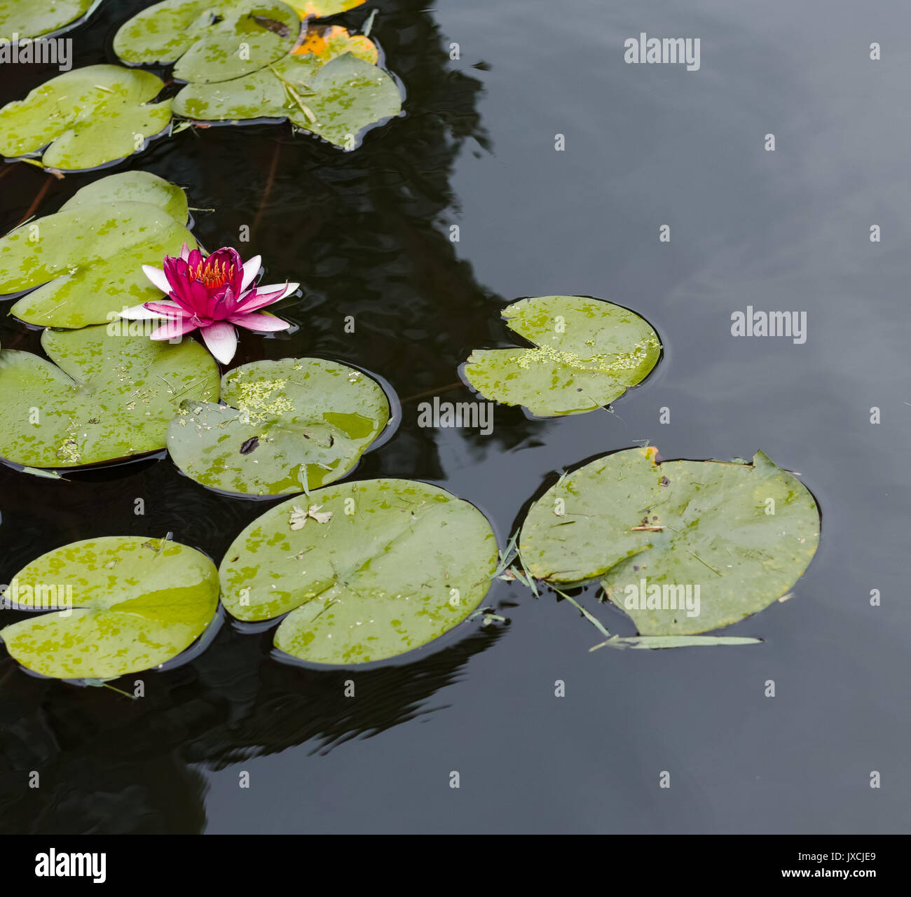 lotus on the pond Stock Photo - Alamy