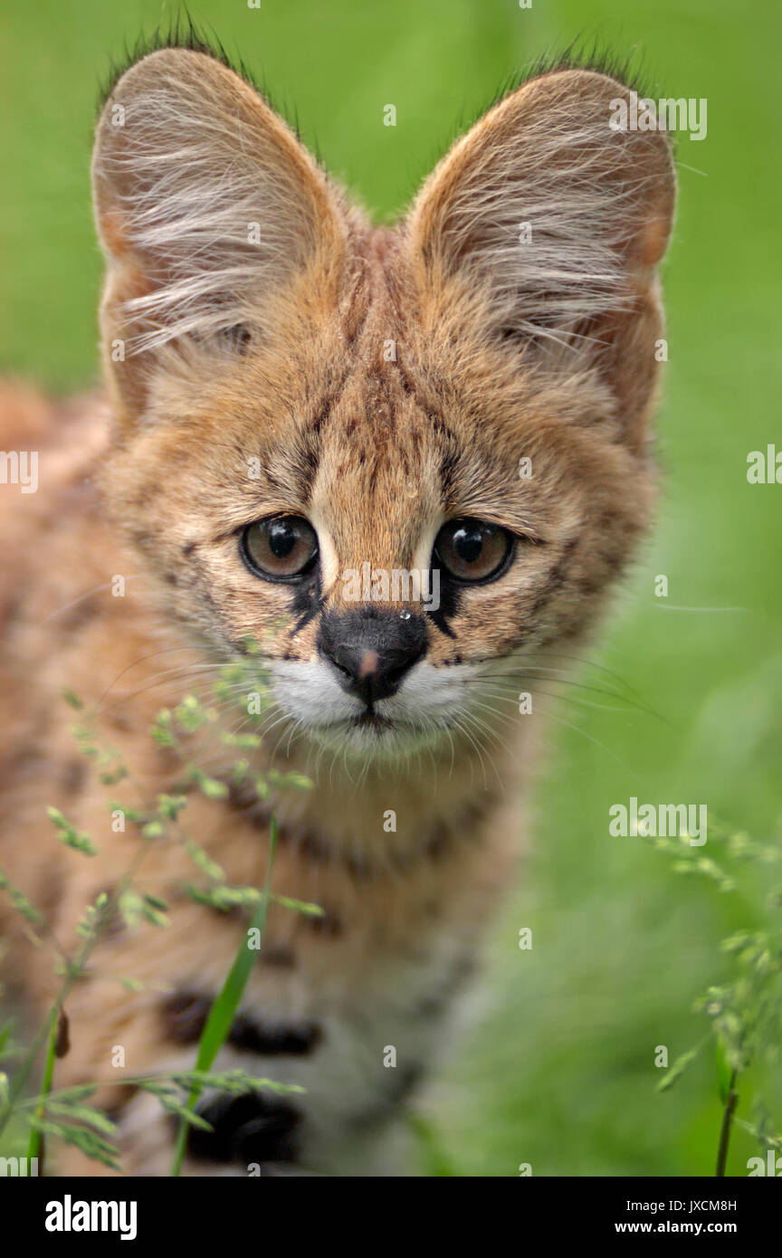 Serval, cub / (Leptailurus serval, Felis serval) | Serval, Jungtier ...