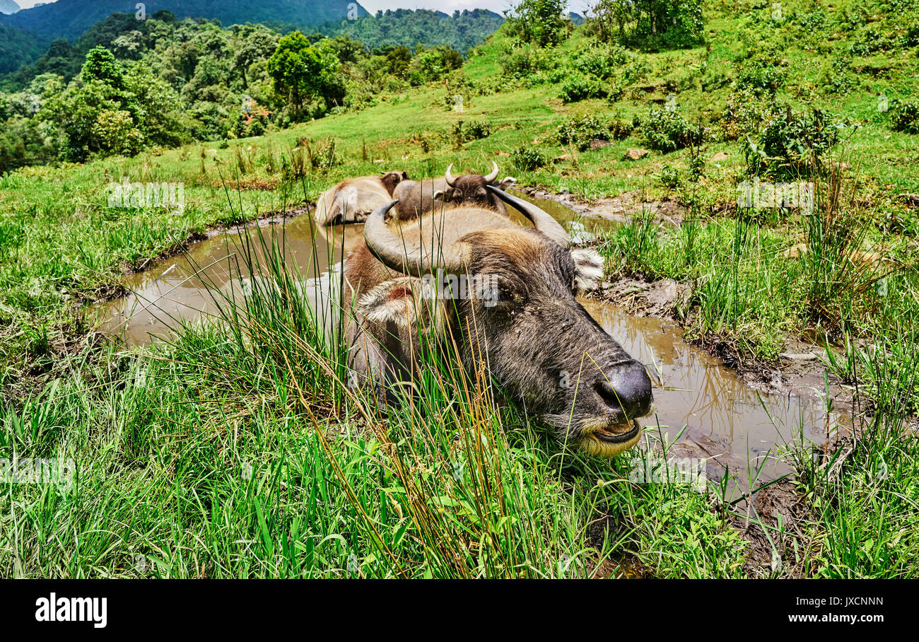 water buffalo in resting in water in vietnam Stock Photo - Alamy