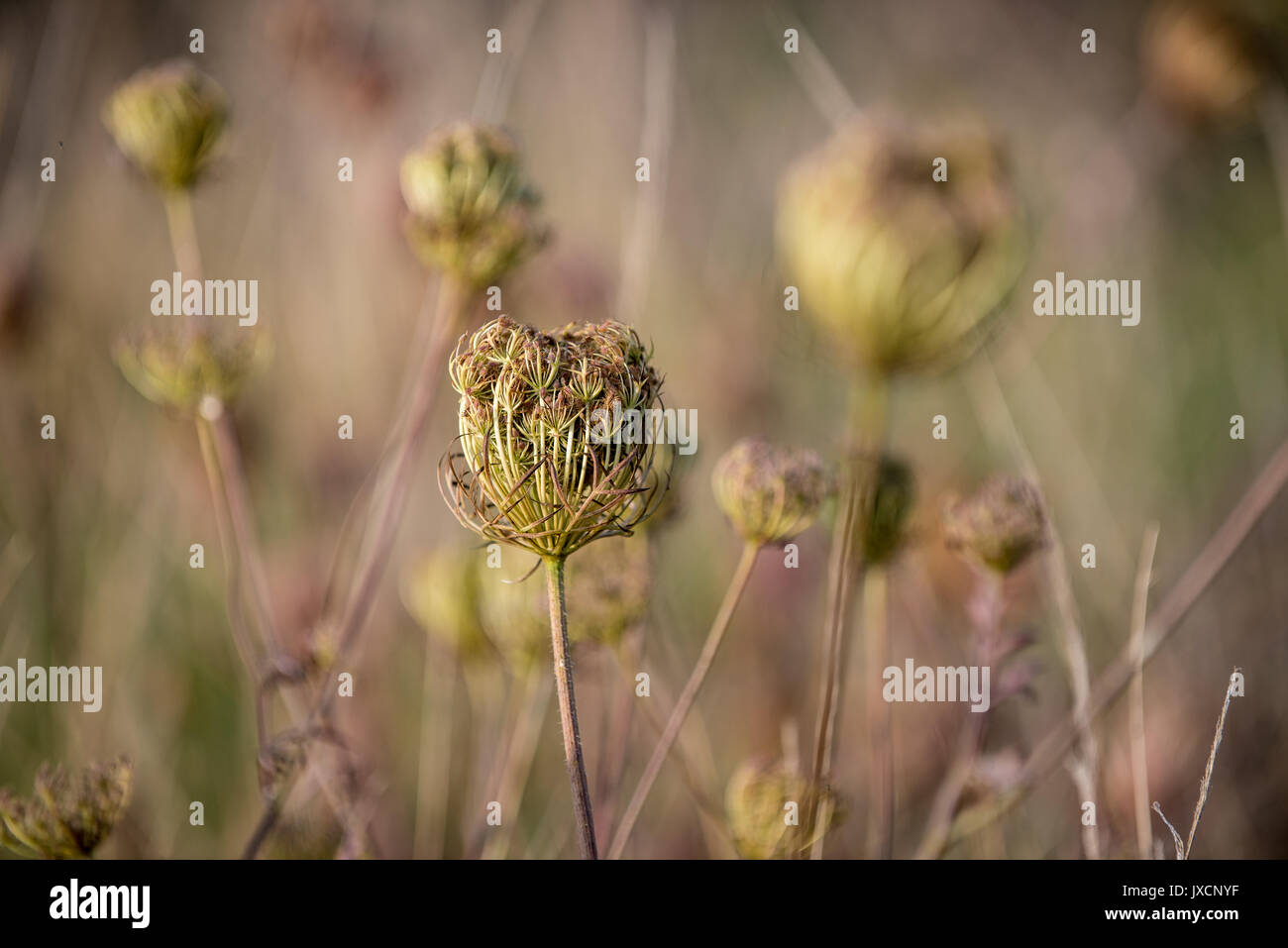 Daucus Carota Seeds