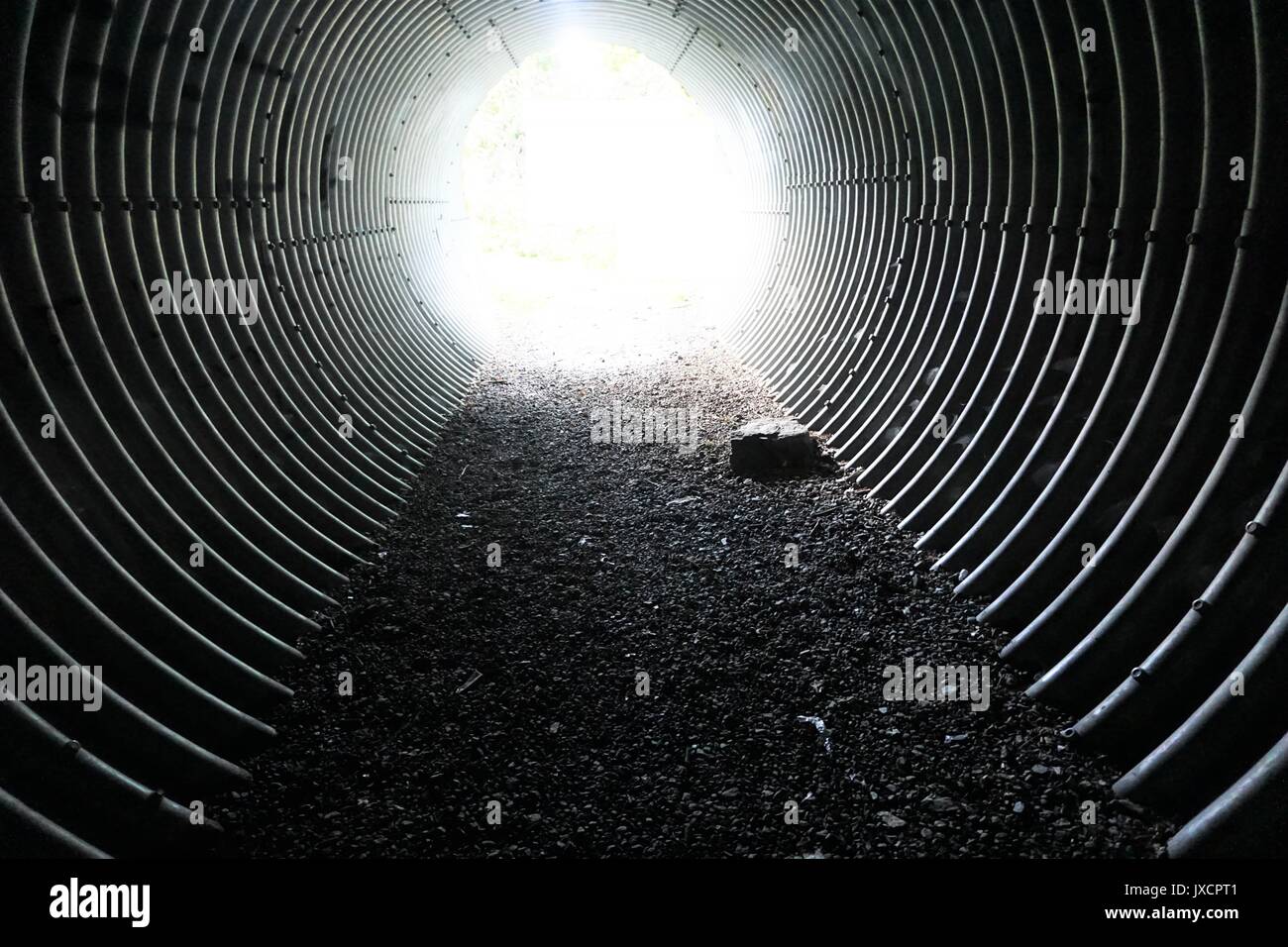 Early morning walk in the forest Stock Photo - Alamy