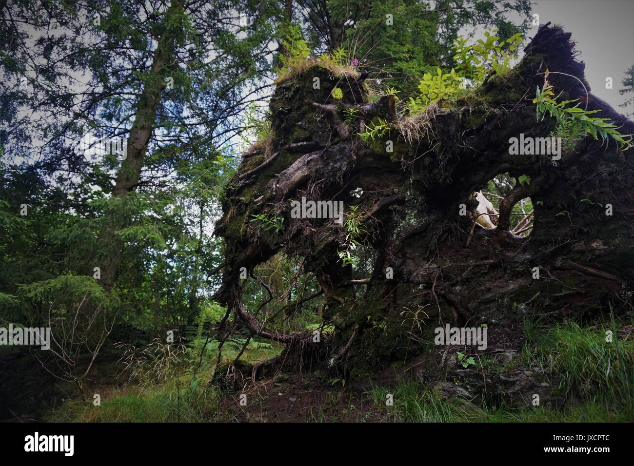 Early morning walk in the forest Stock Photo - Alamy