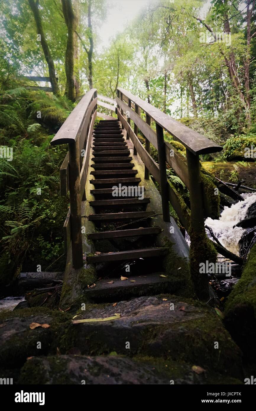 Early morning forest hi-res stock photography and images - Alamy