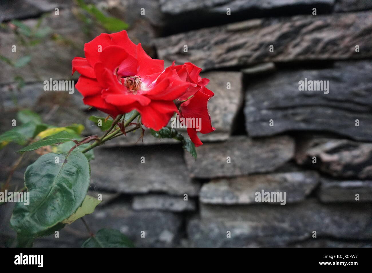 Early morning walk in the forest Stock Photo - Alamy