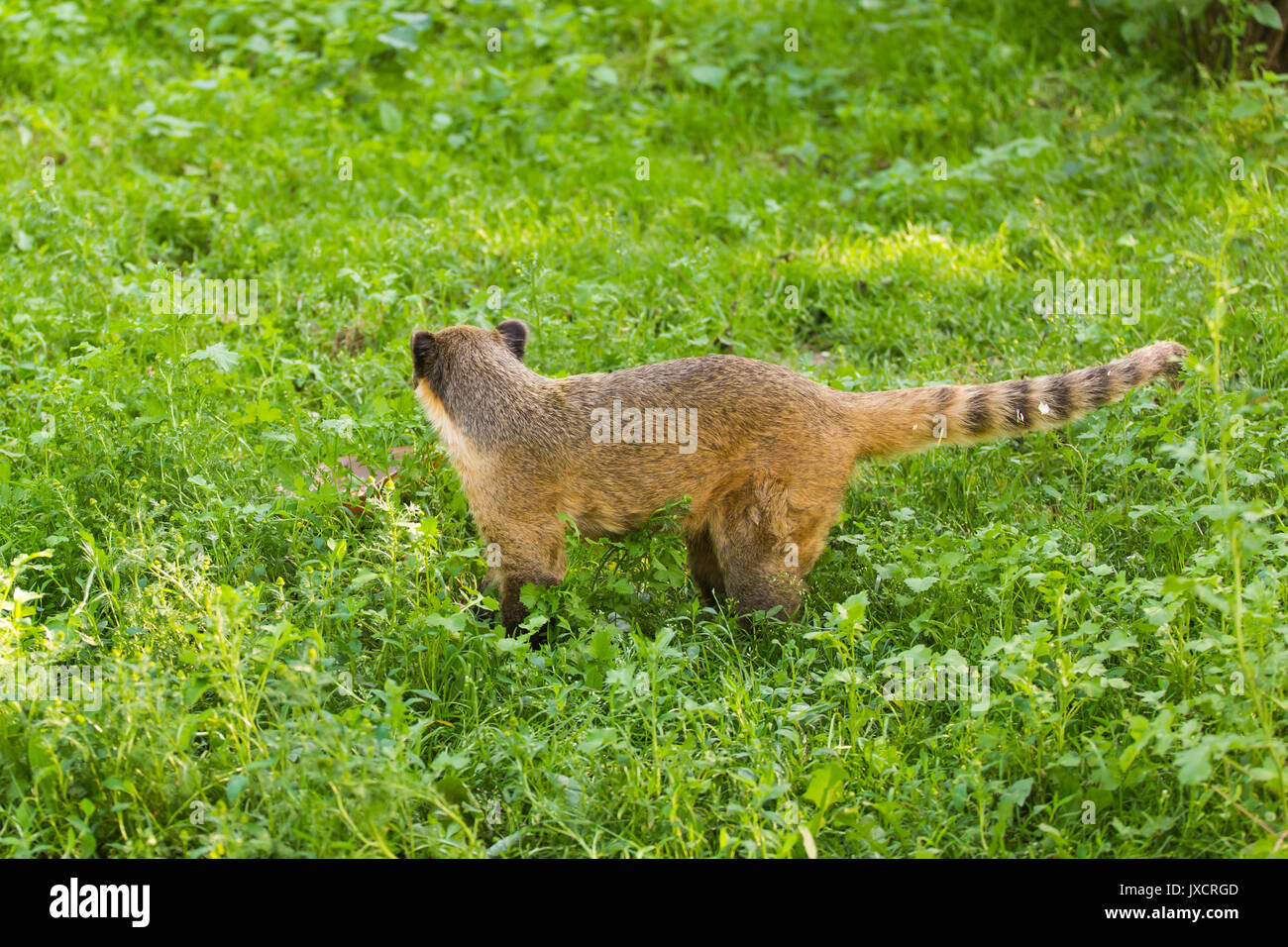 South American coati, Nasua nasua, in the nature habitat. Animal from ...
