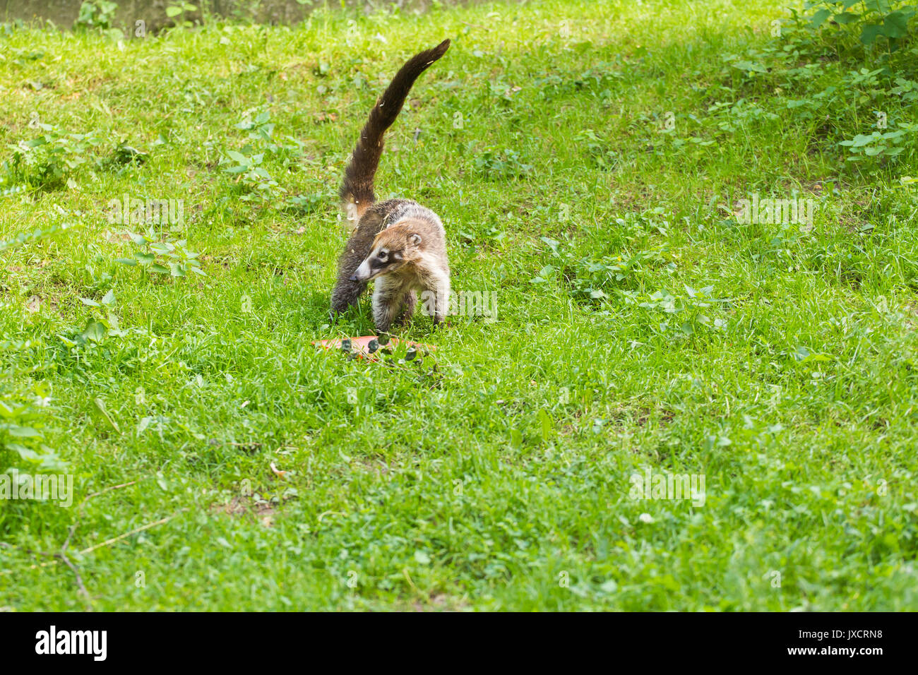 South American coati, Nasua nasua, in the nature habitat. Animal from ...