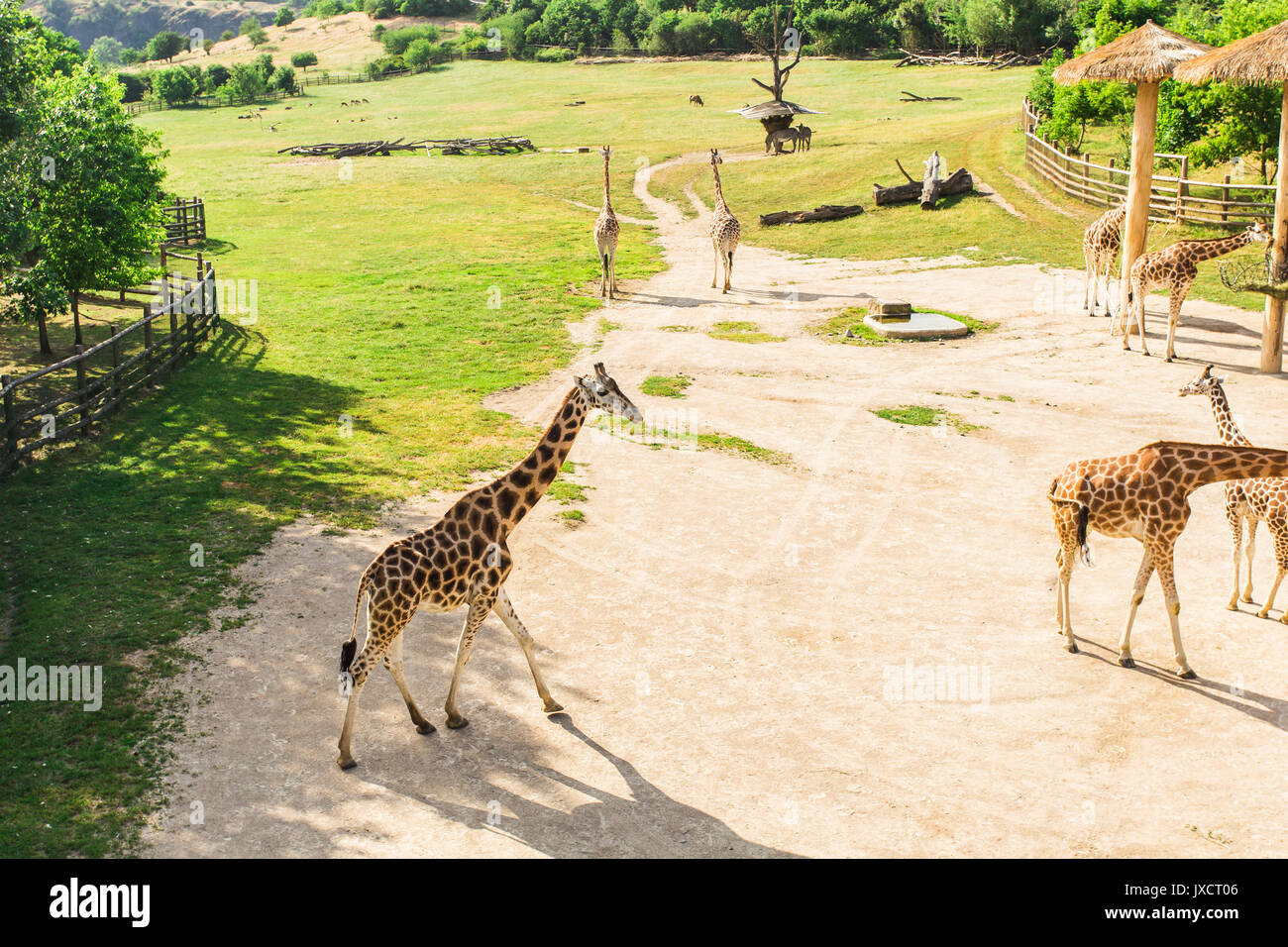 Group of giraffes walks in summer nature Stock Photo - Alamy