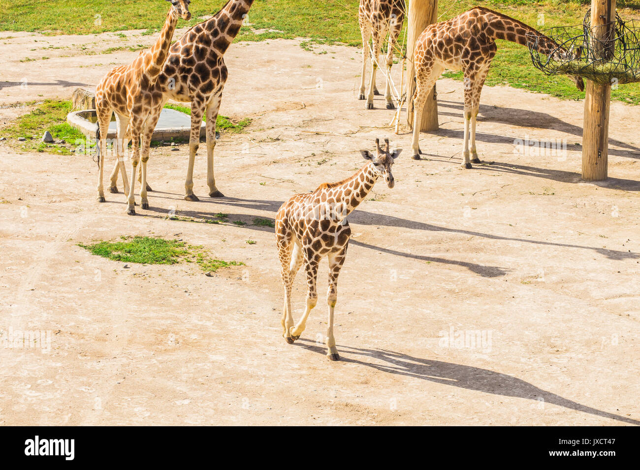 Group of giraffes walks in summer nature Stock Photo - Alamy
