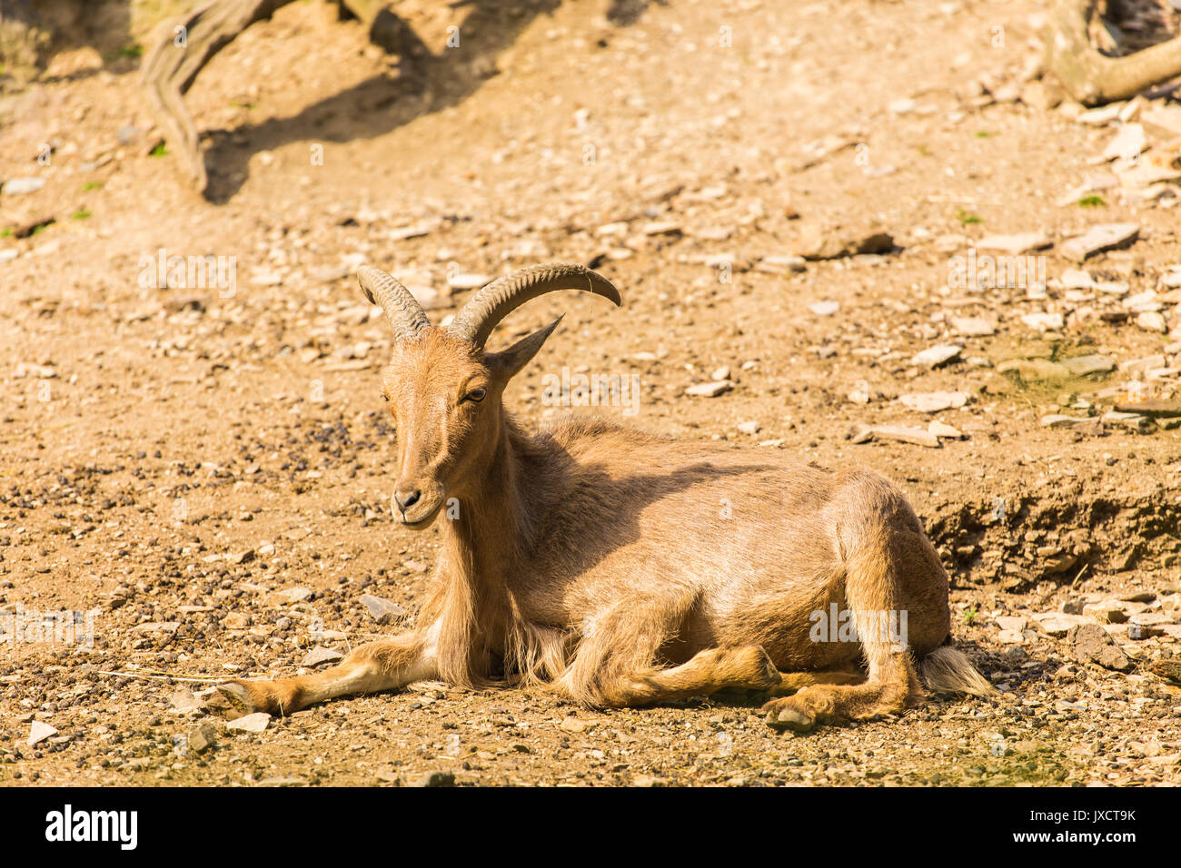 Wild goat in nature. Goat at the zoo Stock Photo - Alamy