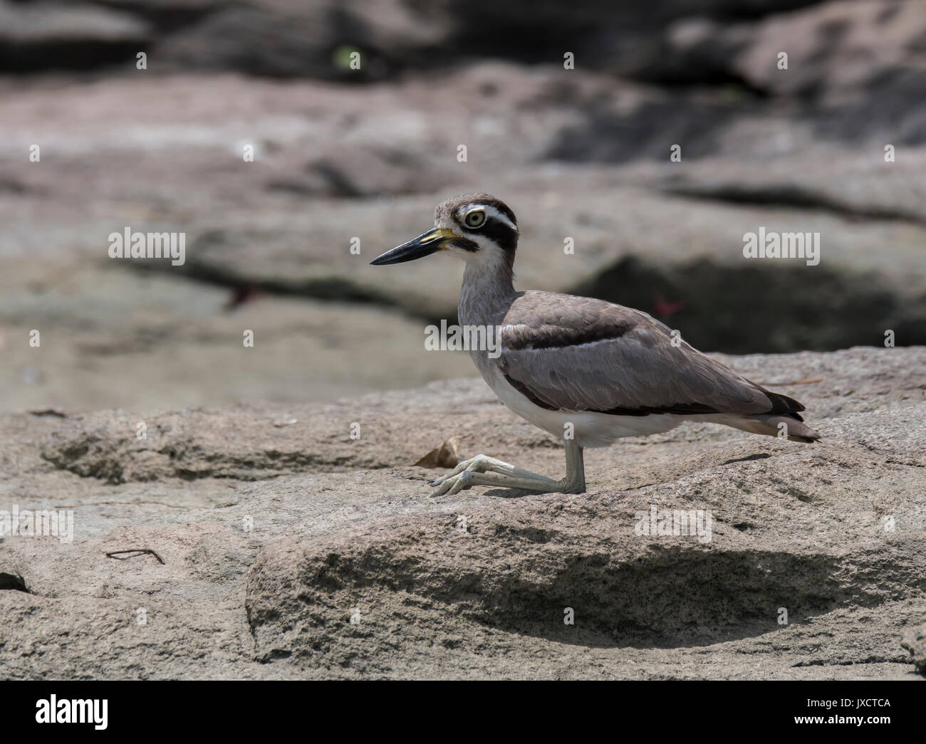 Rock curlew hi-res stock photography and images - Alamy