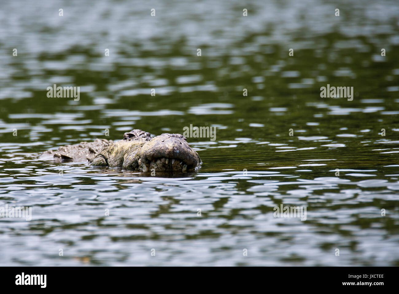 Crocs in the sun hi-res stock photography and images - Alamy