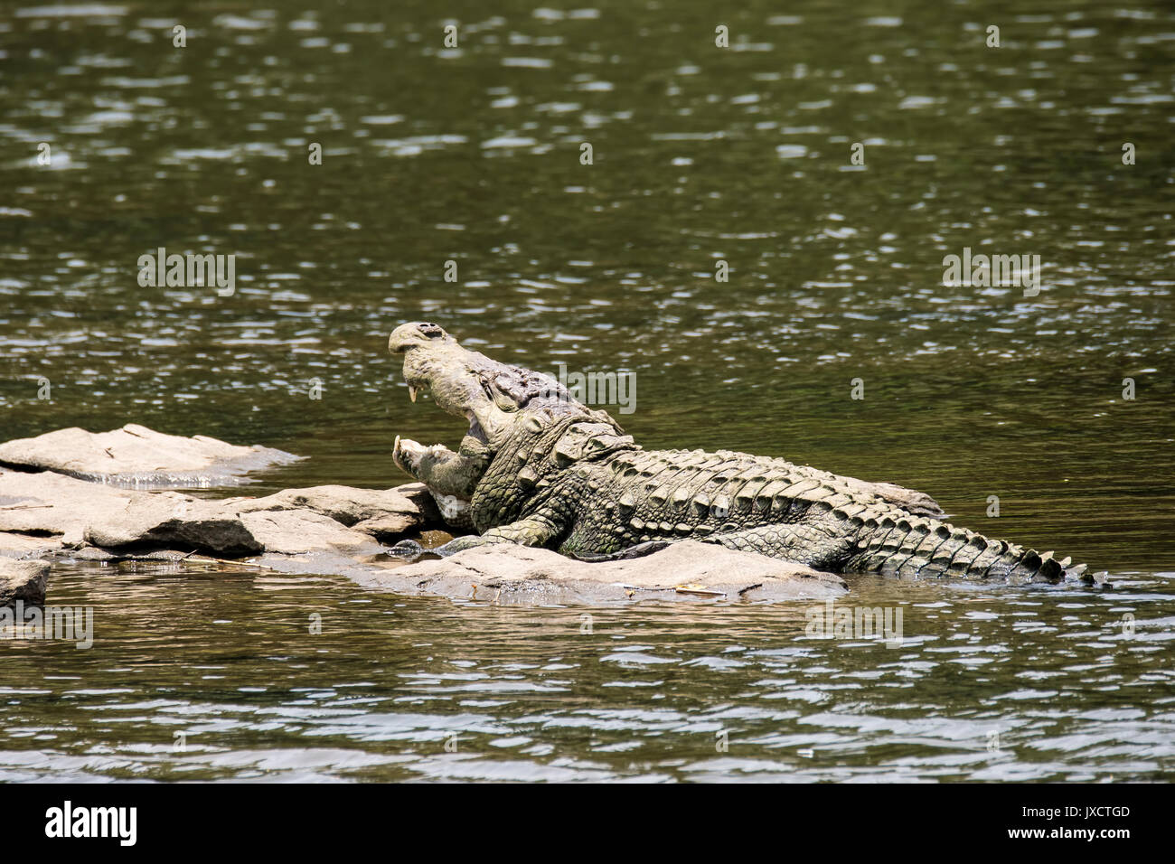 Crocodile Basking In Sun Stock Photos & Crocodile Basking In Sun Stock ...