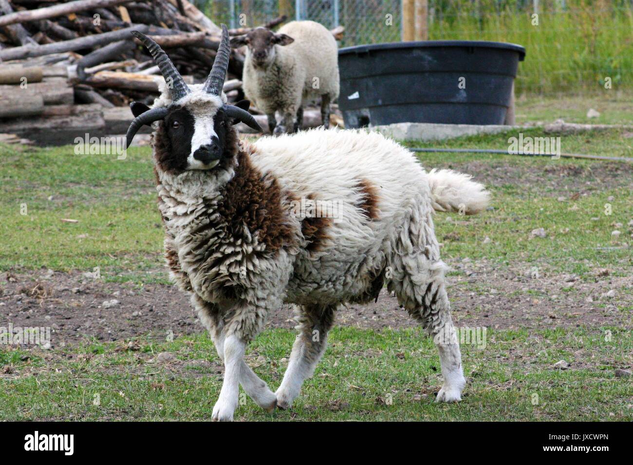 Metal sheep hi-res stock photography and images - Alamy