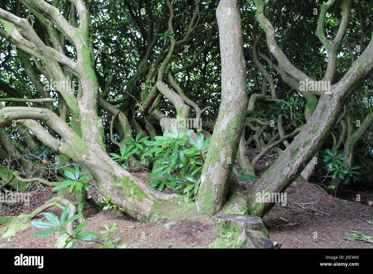 Twisted trees with moss at Venford Reservoir, Dartmoor National Park ...