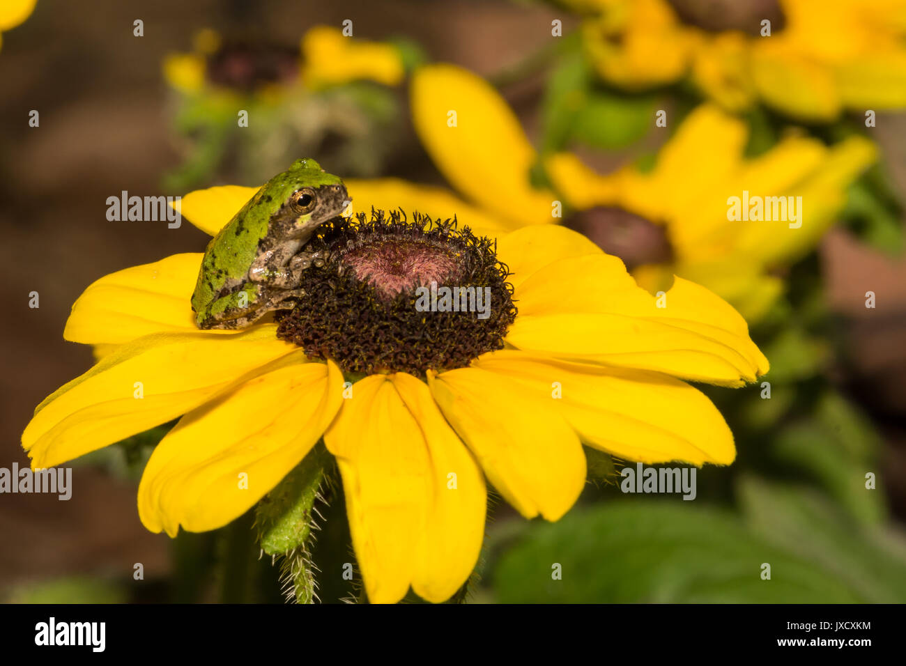 Frog on flower hi-res stock photography and images - Alamy
