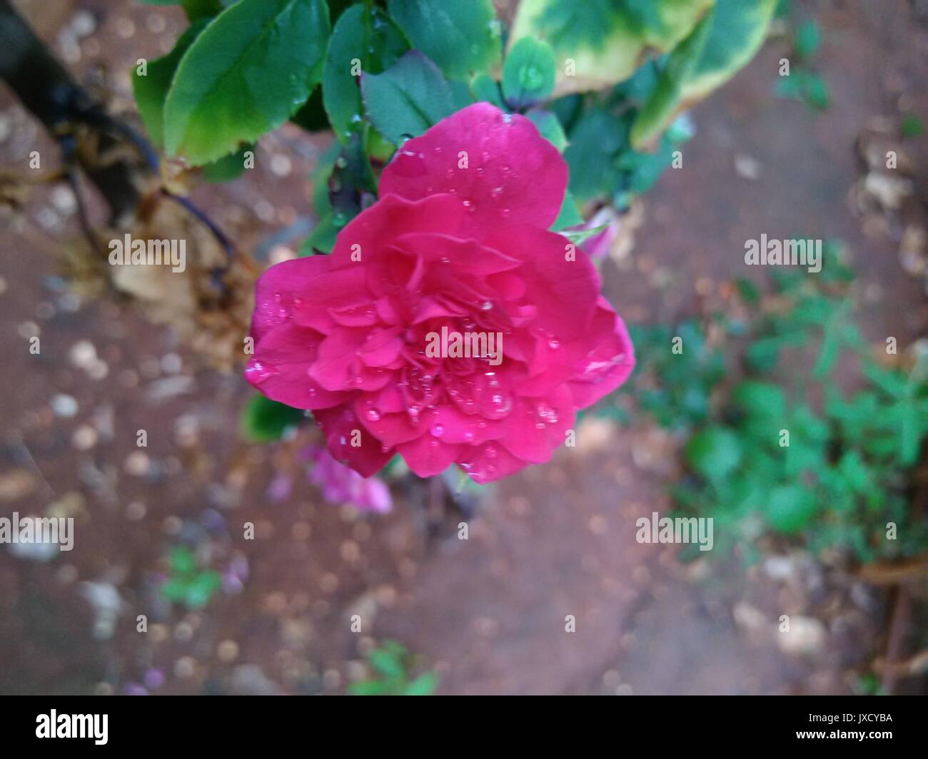 Baby pink rose hi-res stock photography and images - Alamy