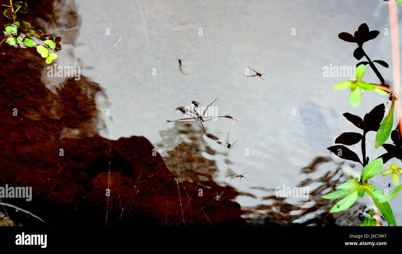 insect in Guci, Indonesia Stock Photo - Alamy