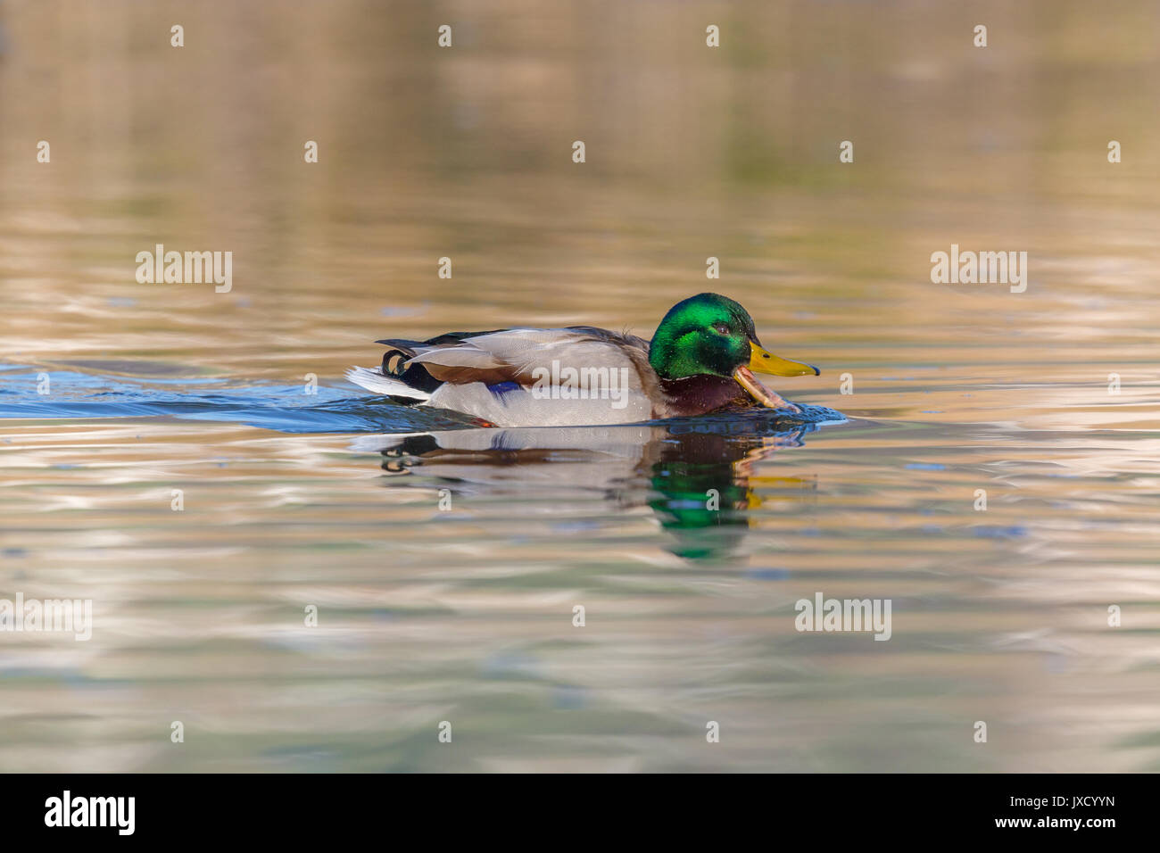Mallard duck beak open hi-res stock photography and images - Alamy