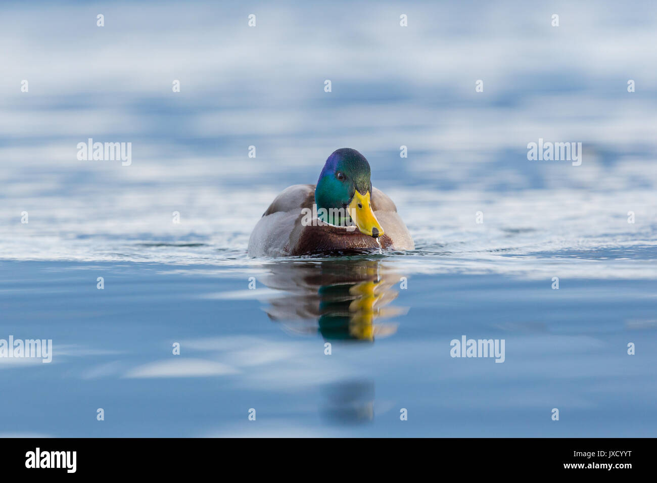 front view portrait natural male mallard duck (anas platyrhynchos ...