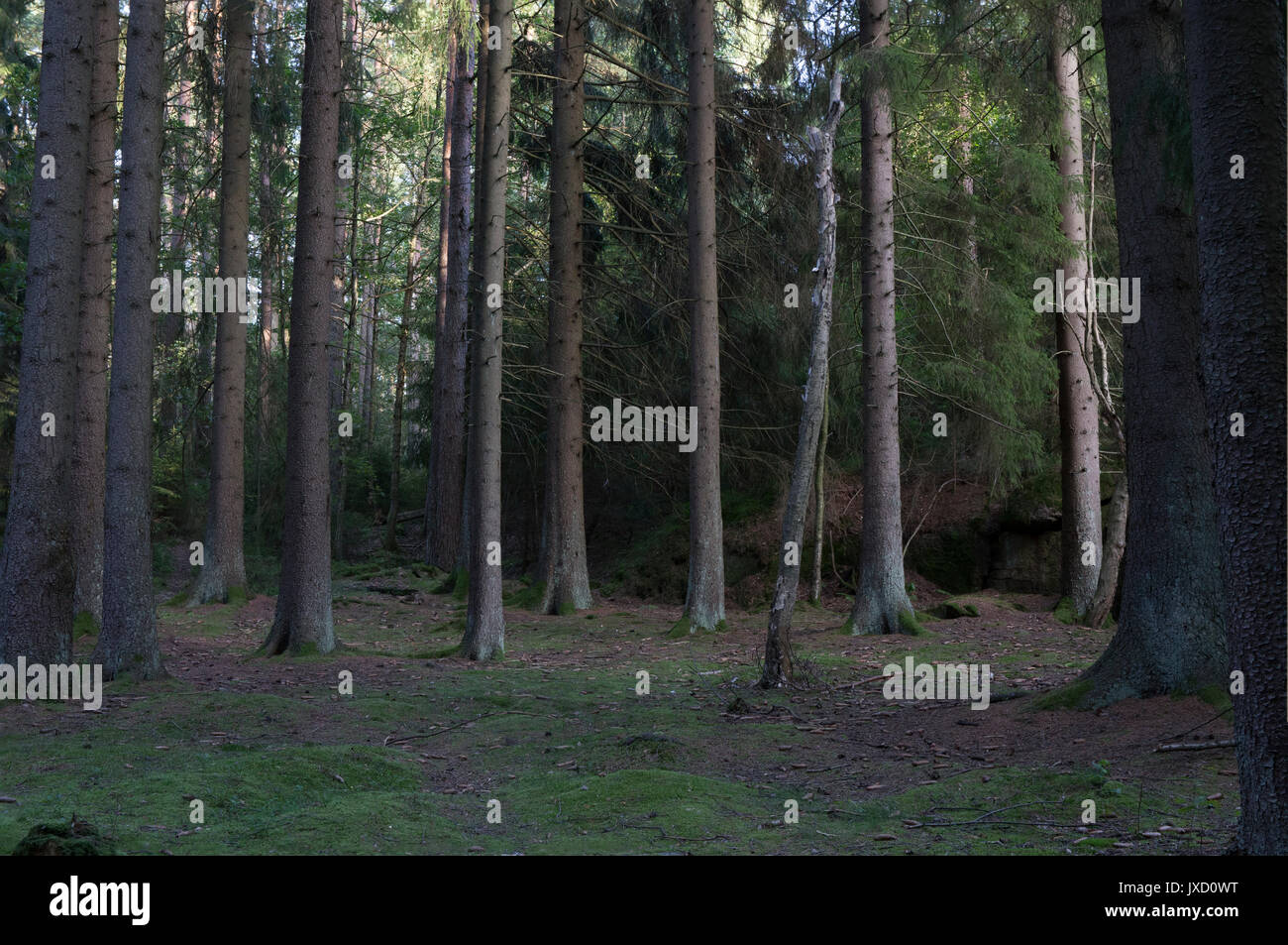 Forest in the outskirts of Gothenburg Stock Photo - Alamy