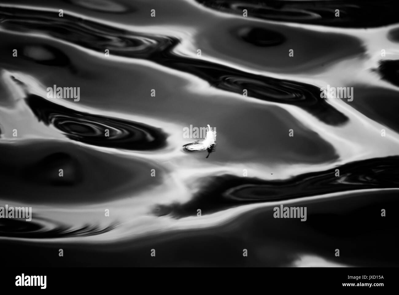 Feather floating on the water, taken with infrared camera Stock Photo ...