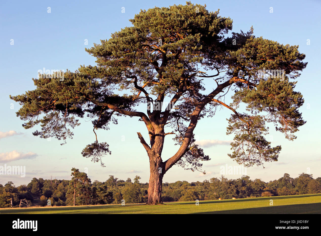 Scots pine canopy hi-res stock photography and images - Alamy