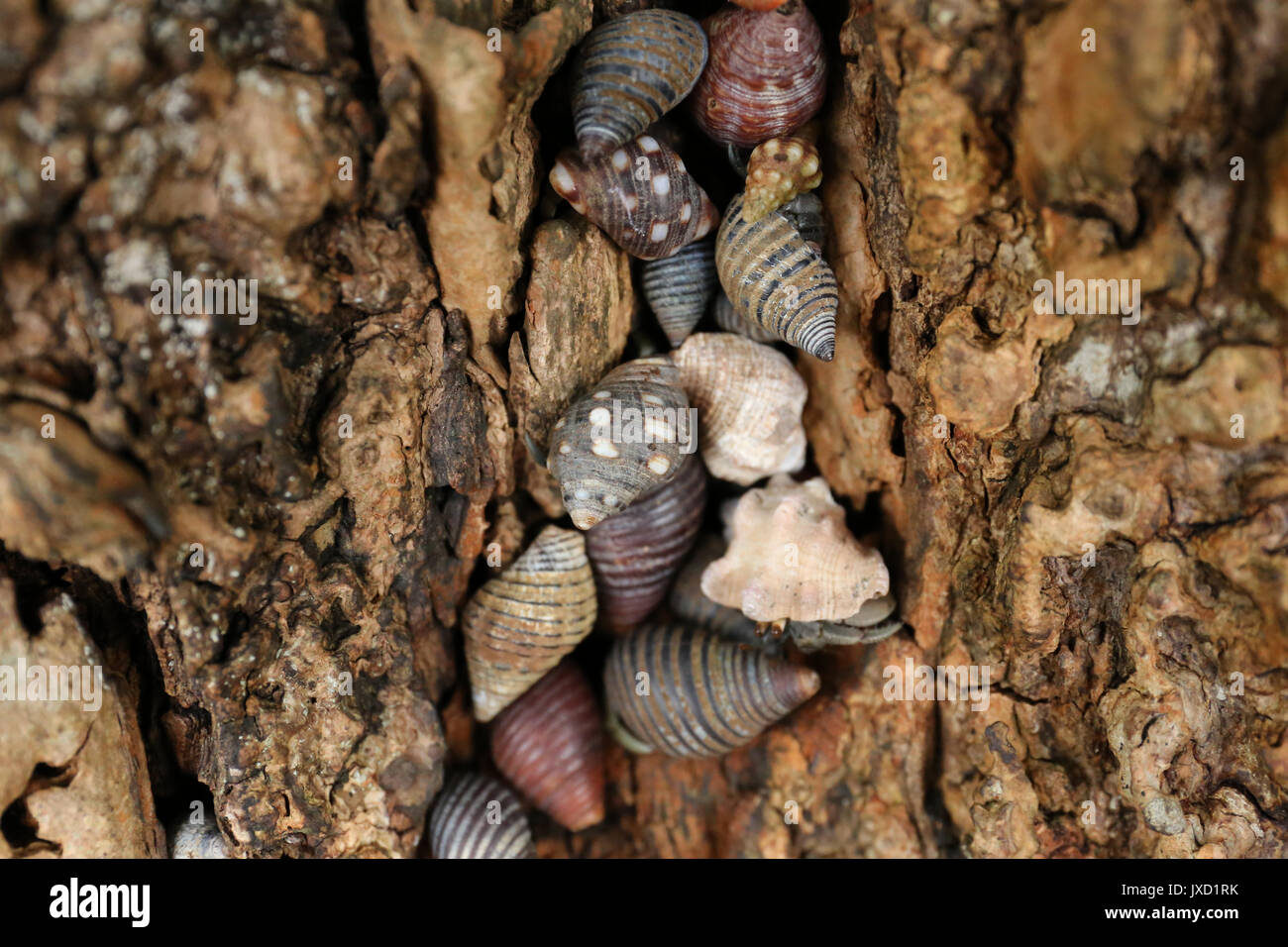 Marine shell plates hi-res stock photography and images - Alamy
