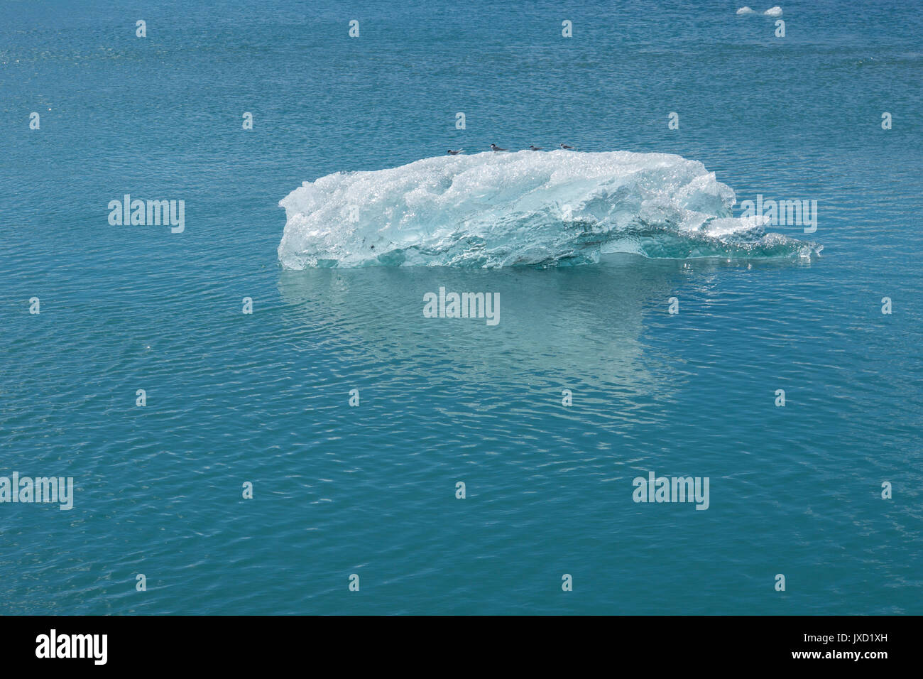 Iceland - Four birds sitting on crystal clear ice floe on glacial lake ...