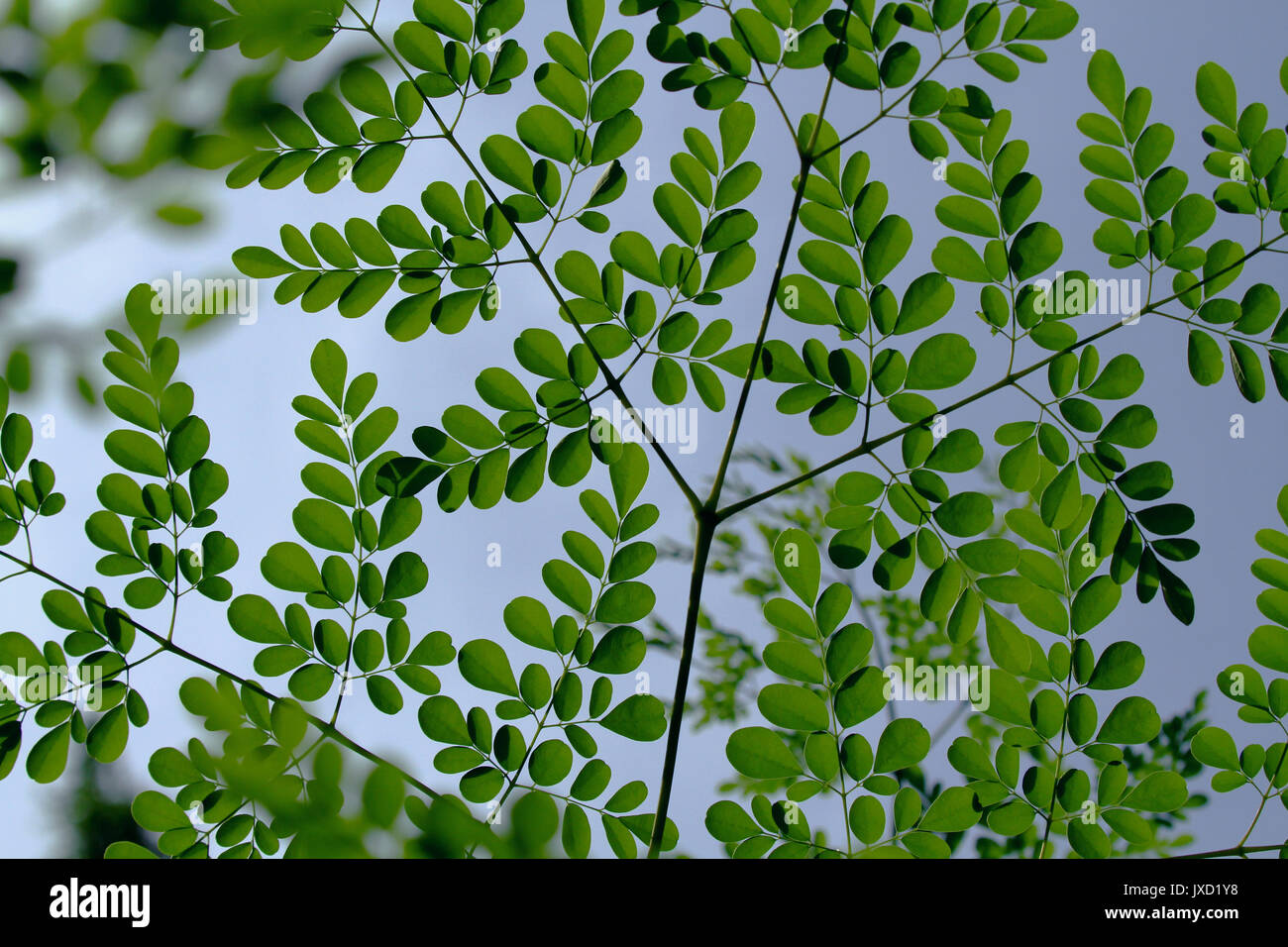 Unipinnate Compound Leaf